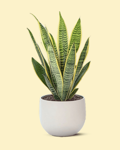 Golden Dwarf Sansevieri (Snake Plant) - Welcome To Baagavanee